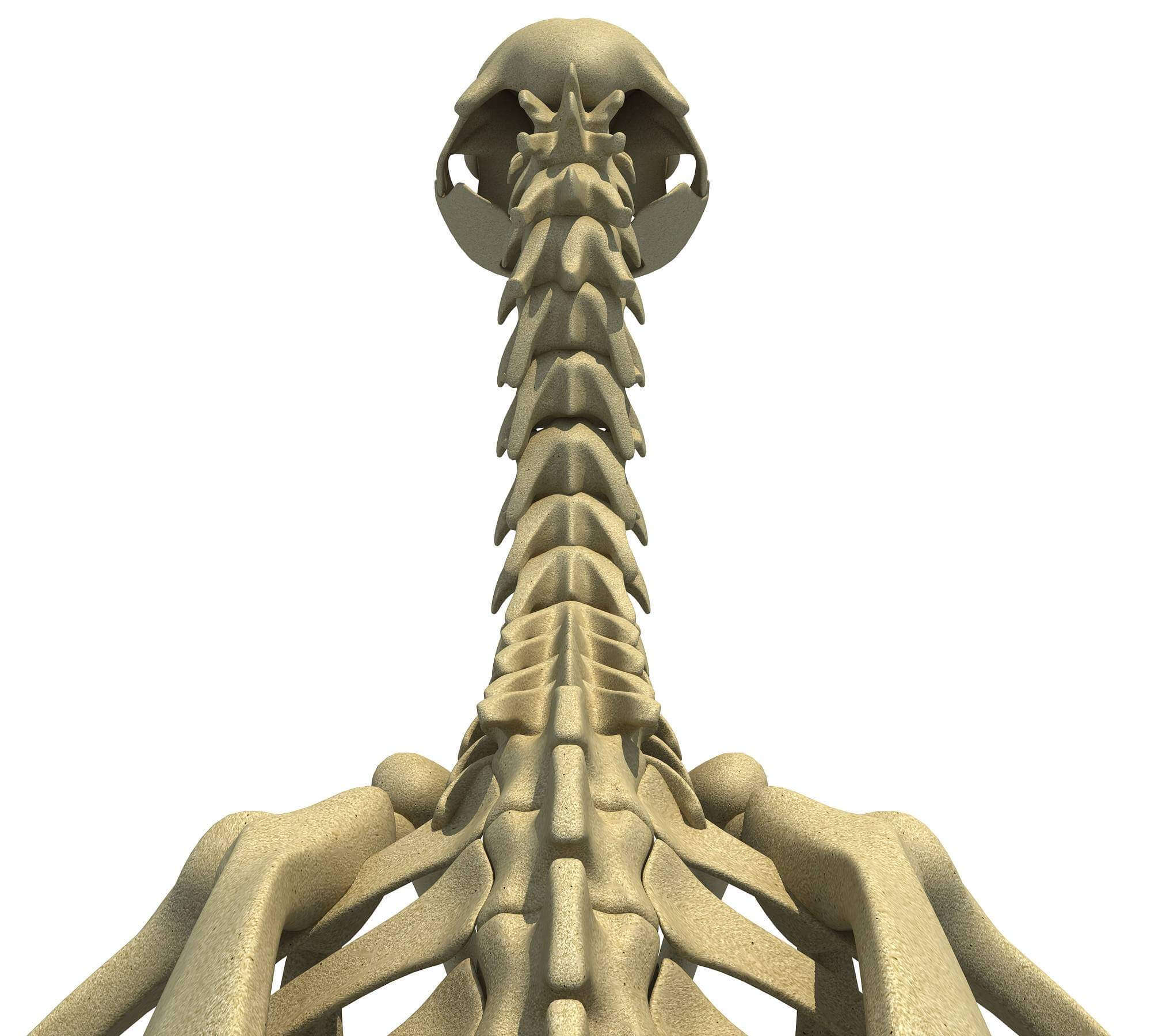 Penguin Skeleton - 3D Model by 3D Horse
