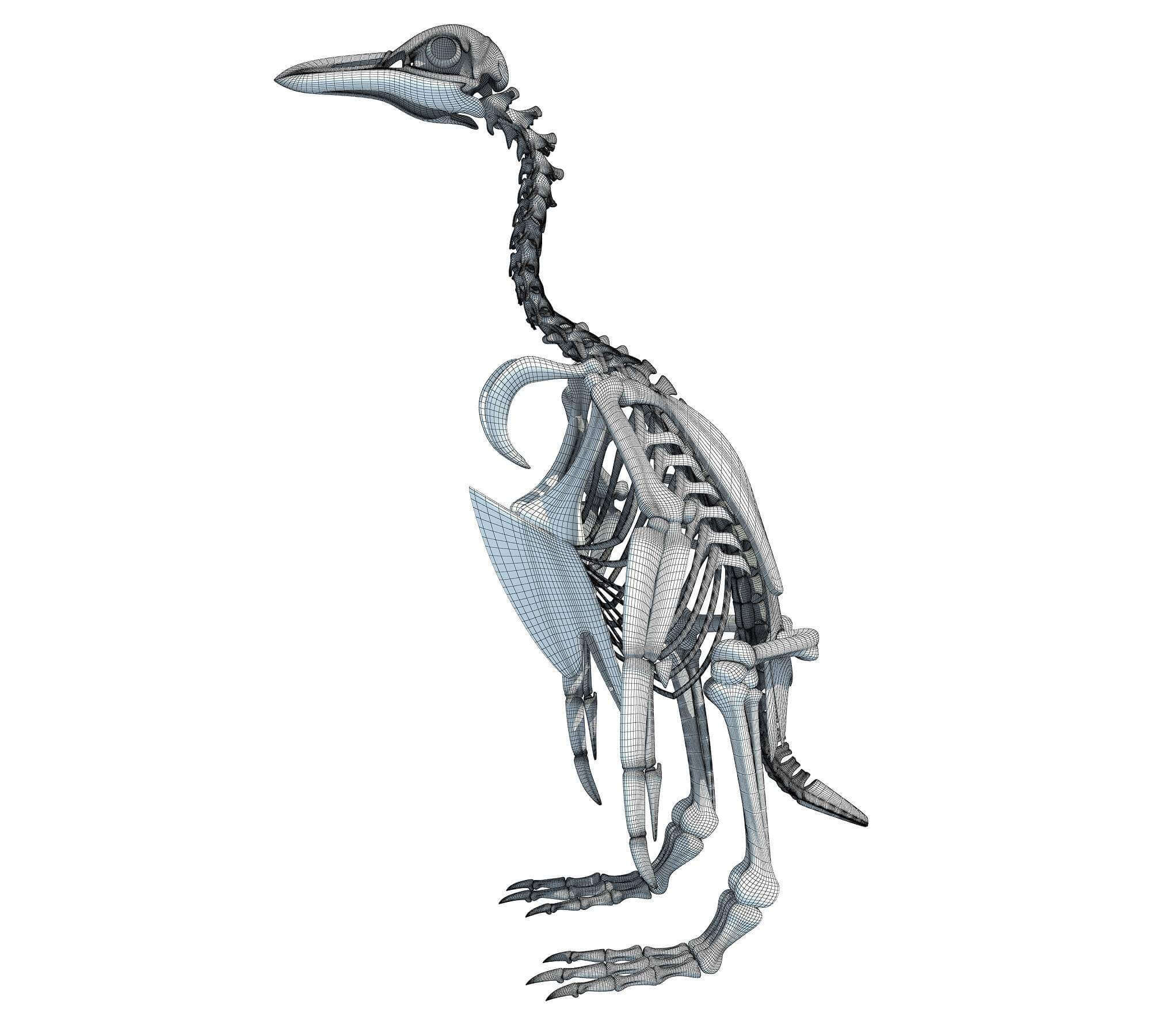 Penguin Skeleton - 3D Model by 3D Horse