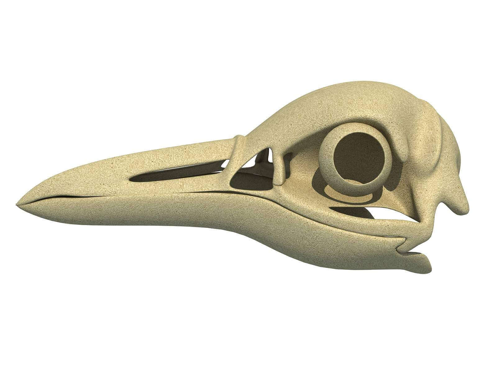 Penguin Skull - 3D Model by 3D Horse