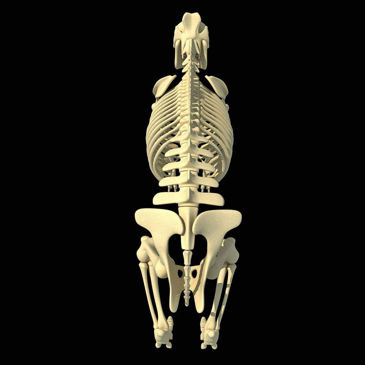 Pig Skeleton - 3D Model by 3D Horse