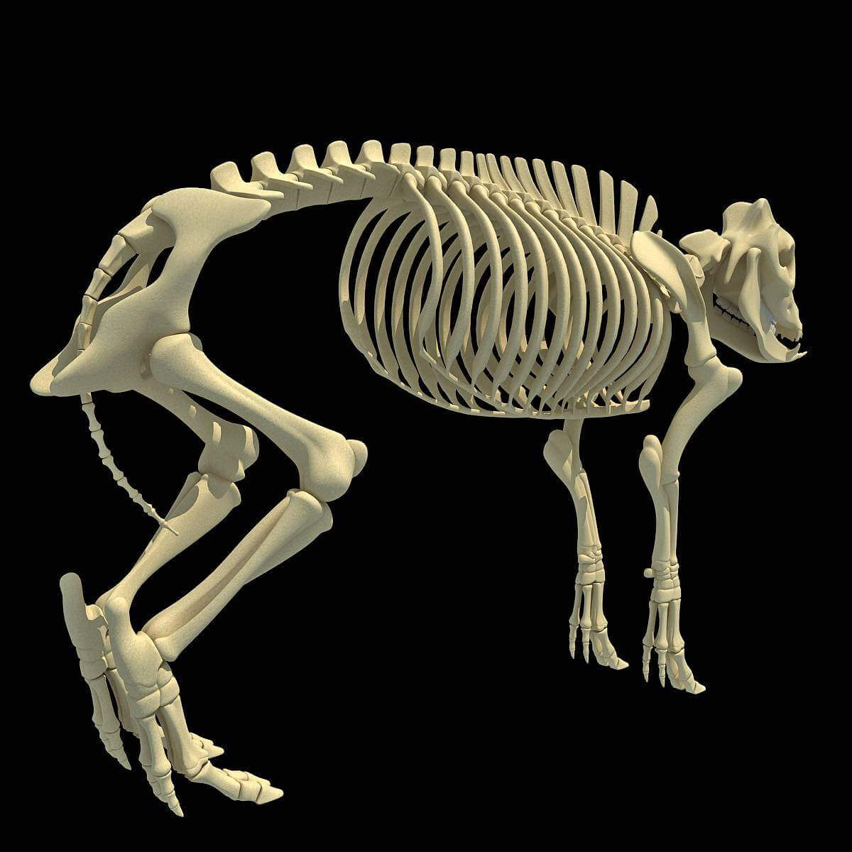 Pig Skeleton - 3D Model by 3D Horse