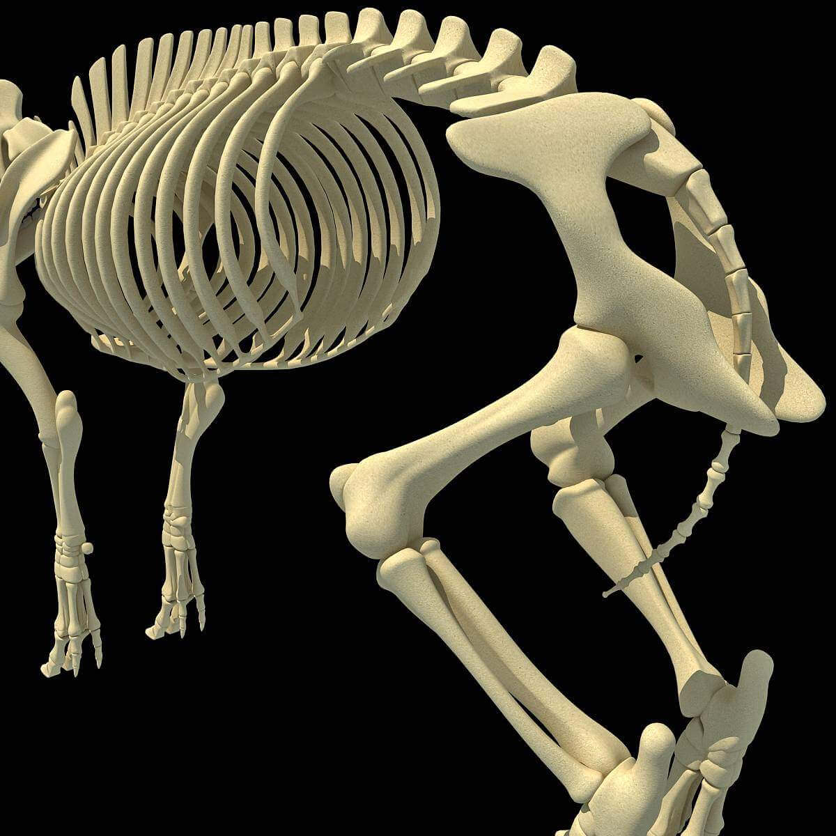 Pig Skeleton - 3D Model by 3D Horse