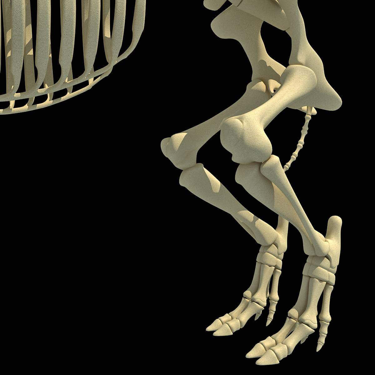 Pig Skeleton - 3D Model by 3D Horse