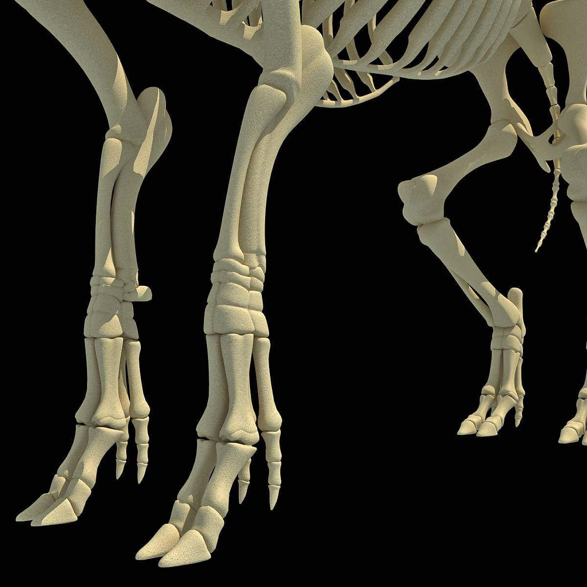 Pig Skeleton - 3D Model by 3D Horse