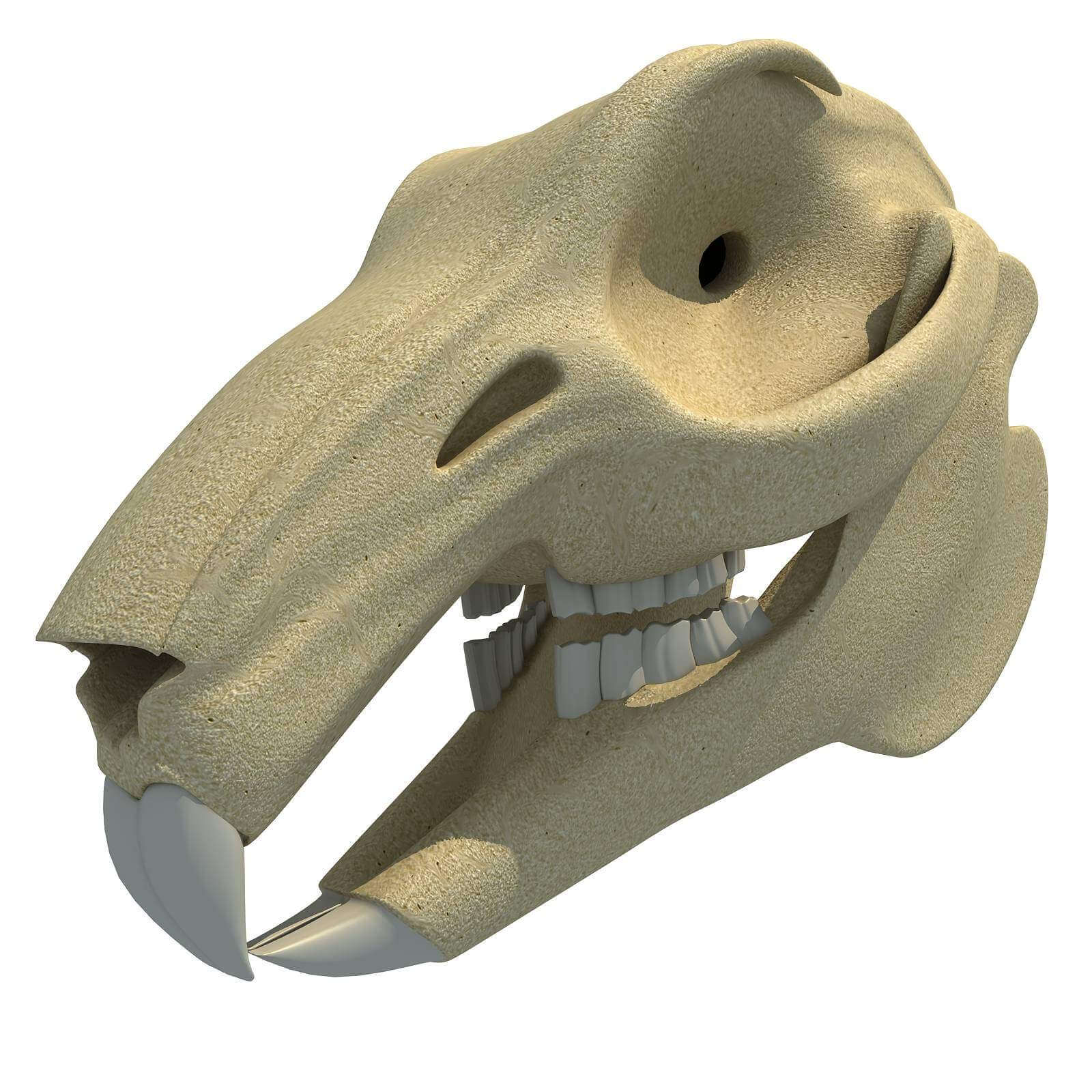 Rabbit Skull - 3D Model by 3D Horse