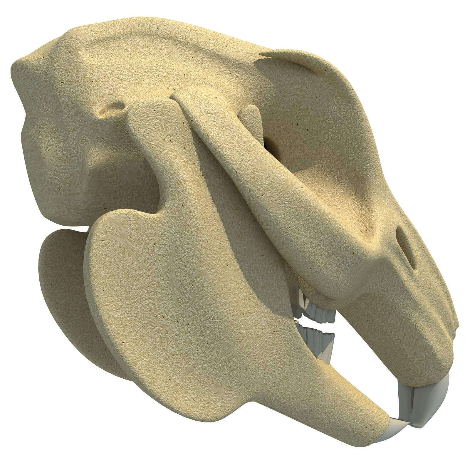 Rabbit Skull - 3D Model by 3D Horse