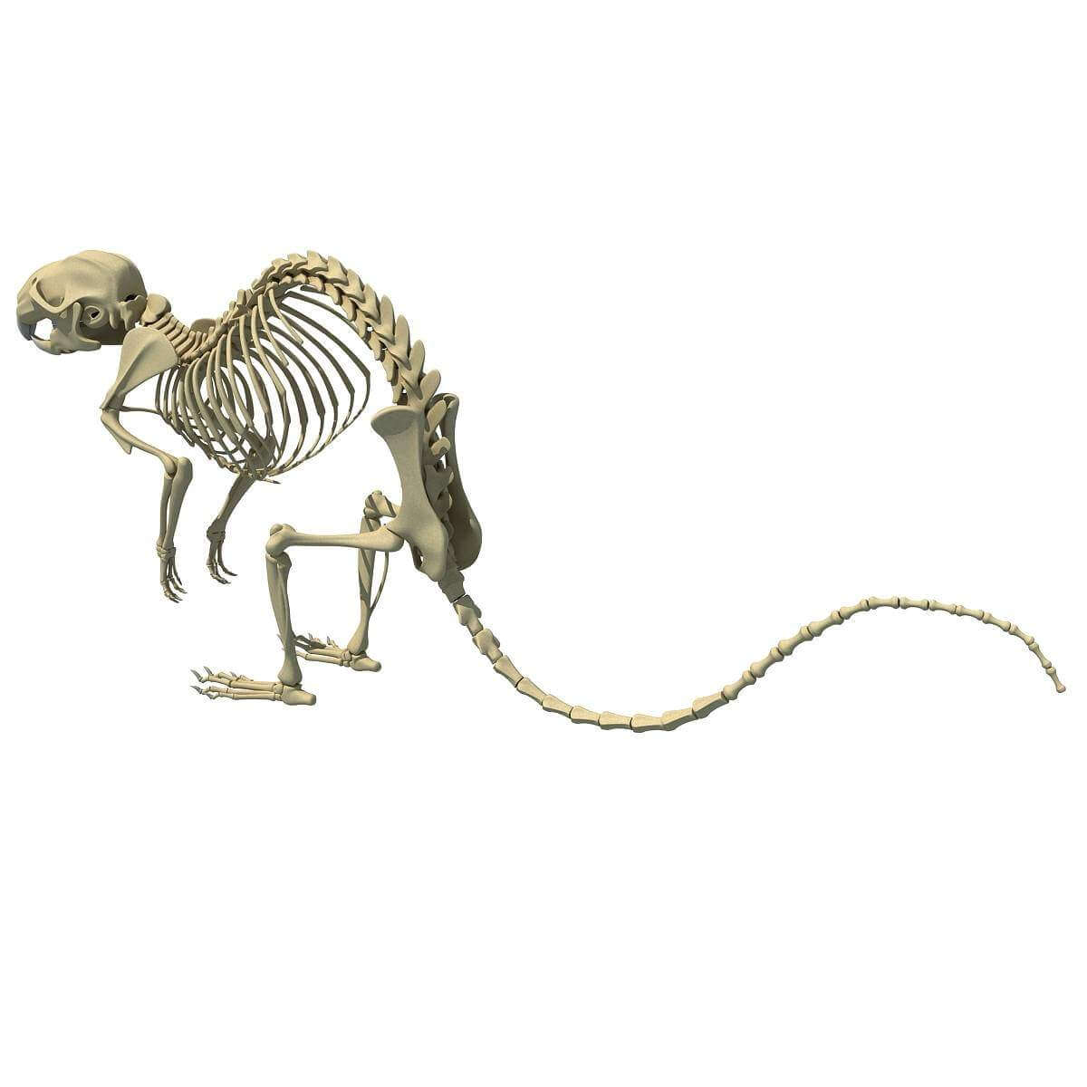 Rat Skeleton - 3D Model by 3D Horse