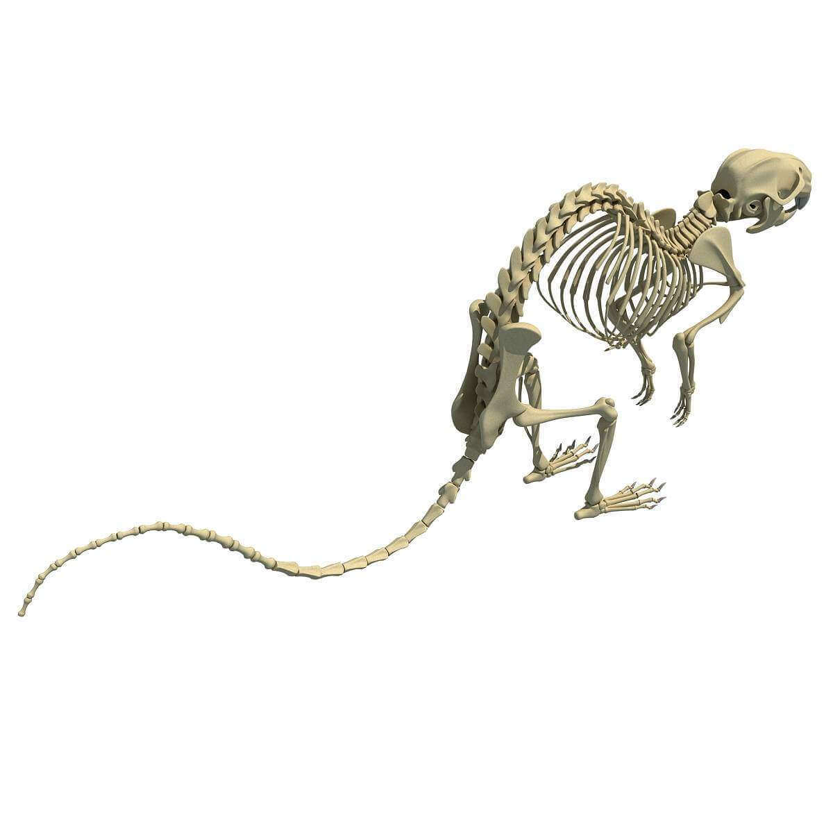 Rat Skeleton - 3D Model by 3D Horse