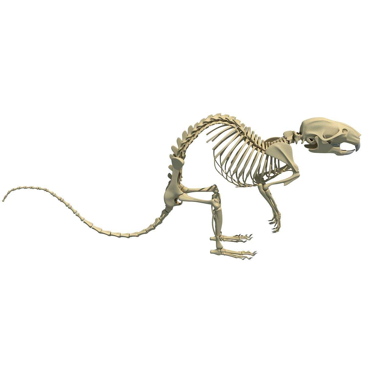 Rat Skeleton - 3D Model by 3D Horse