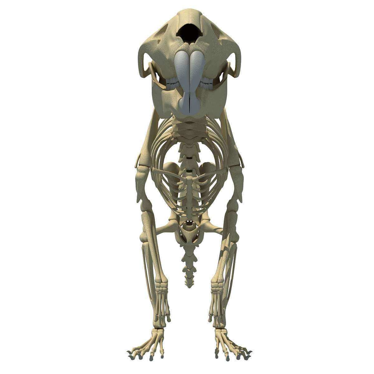 Rat Skeleton - 3D Model by 3D Horse