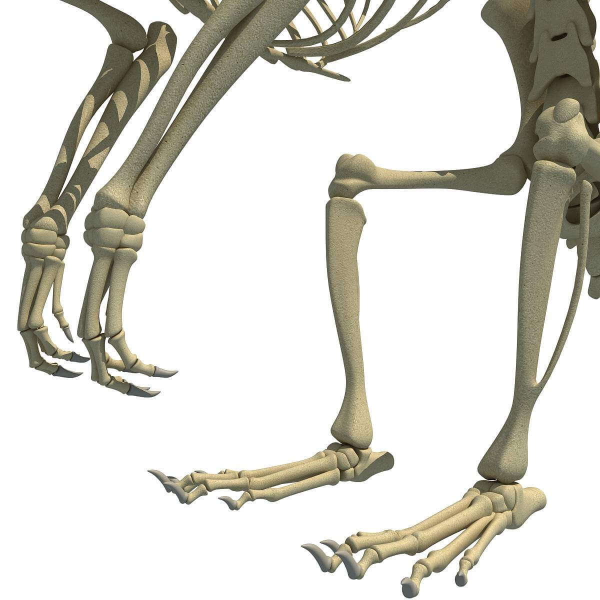 Rat Skeleton - 3D Model by 3D Horse