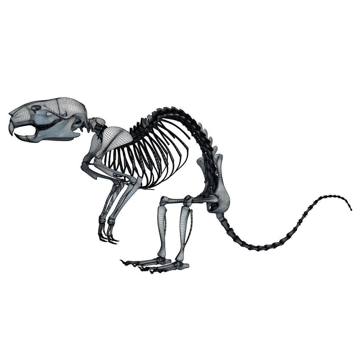 Rat Skeleton - 3D Model by 3D Horse