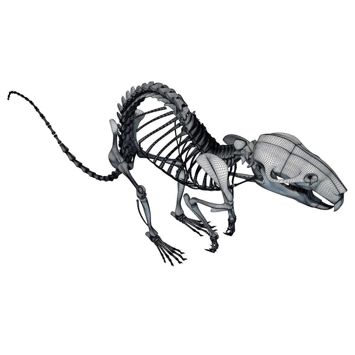 Rat Skeleton - 3D Model by 3D Horse