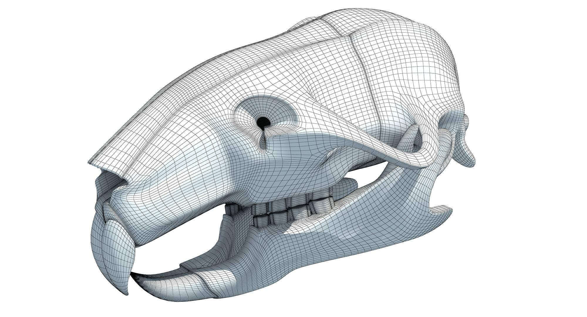Rat Skull - 3D Model by 3D Horse