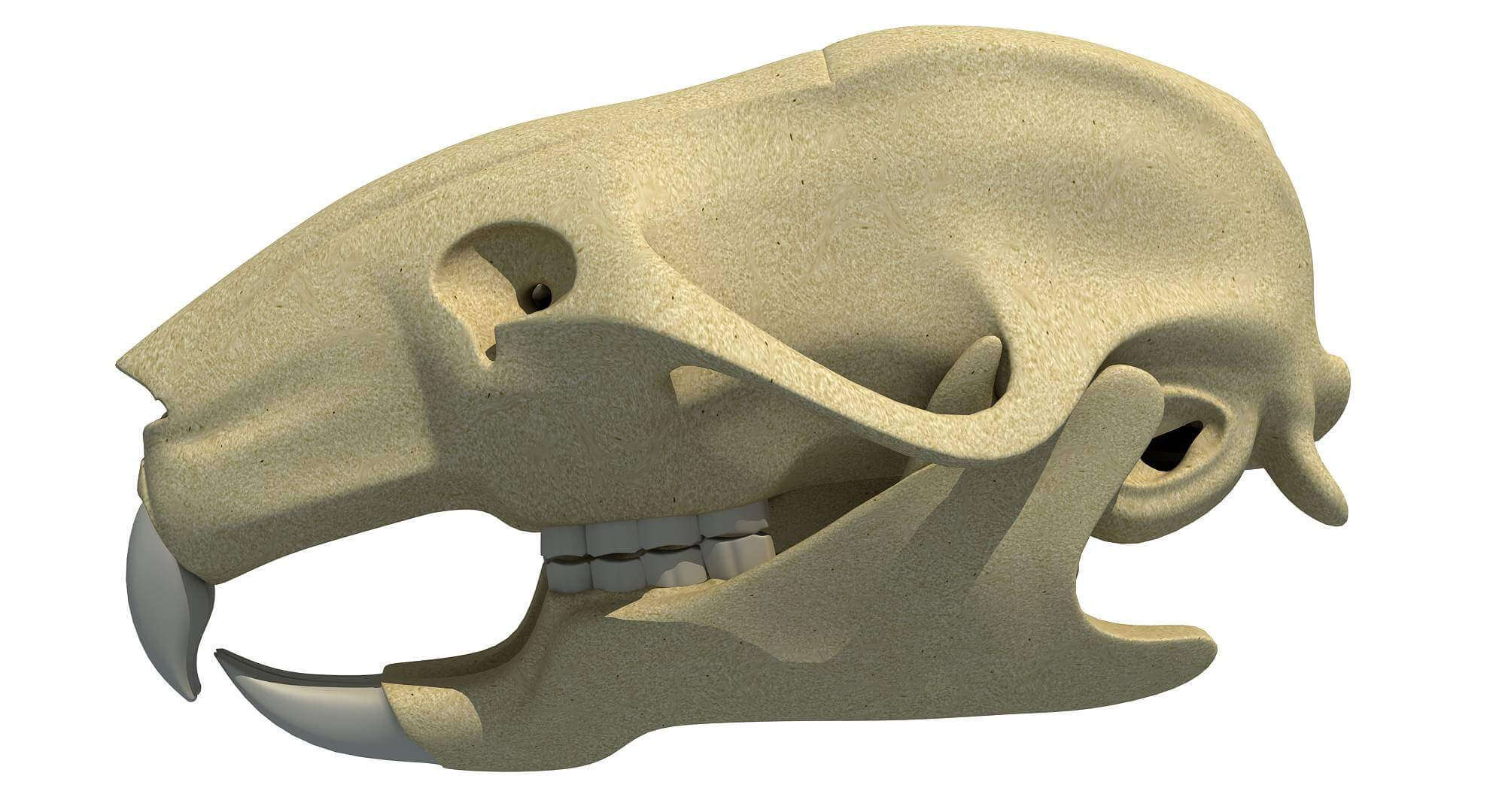 Rat Skull - 3D Model by 3D Horse