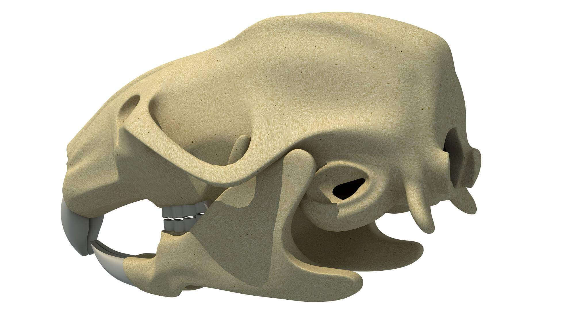 Rat Skull - 3D Model by 3D Horse