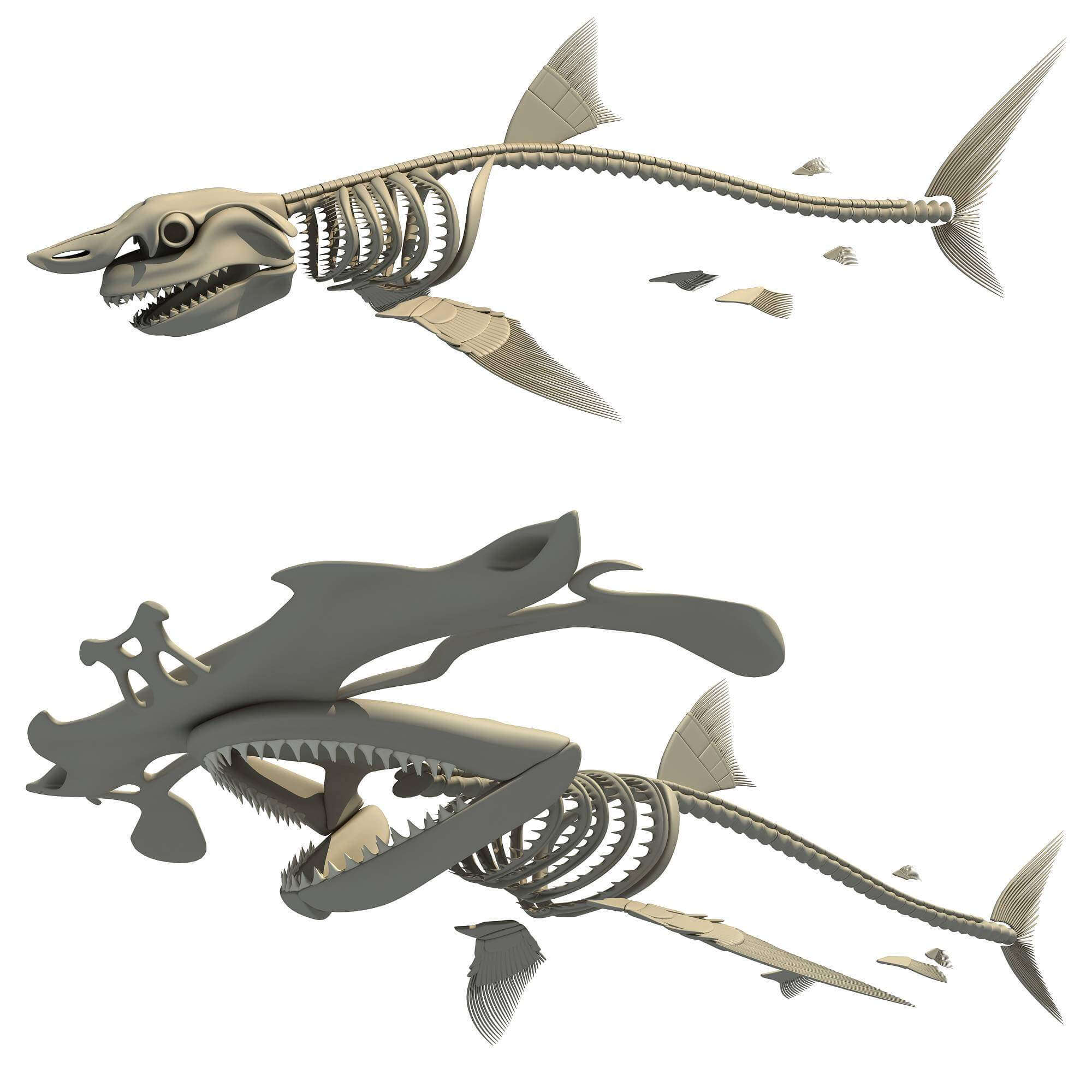 Shark Skeleton Anatomy Anatomy Of The Shark Giclee Print By Max Dalton