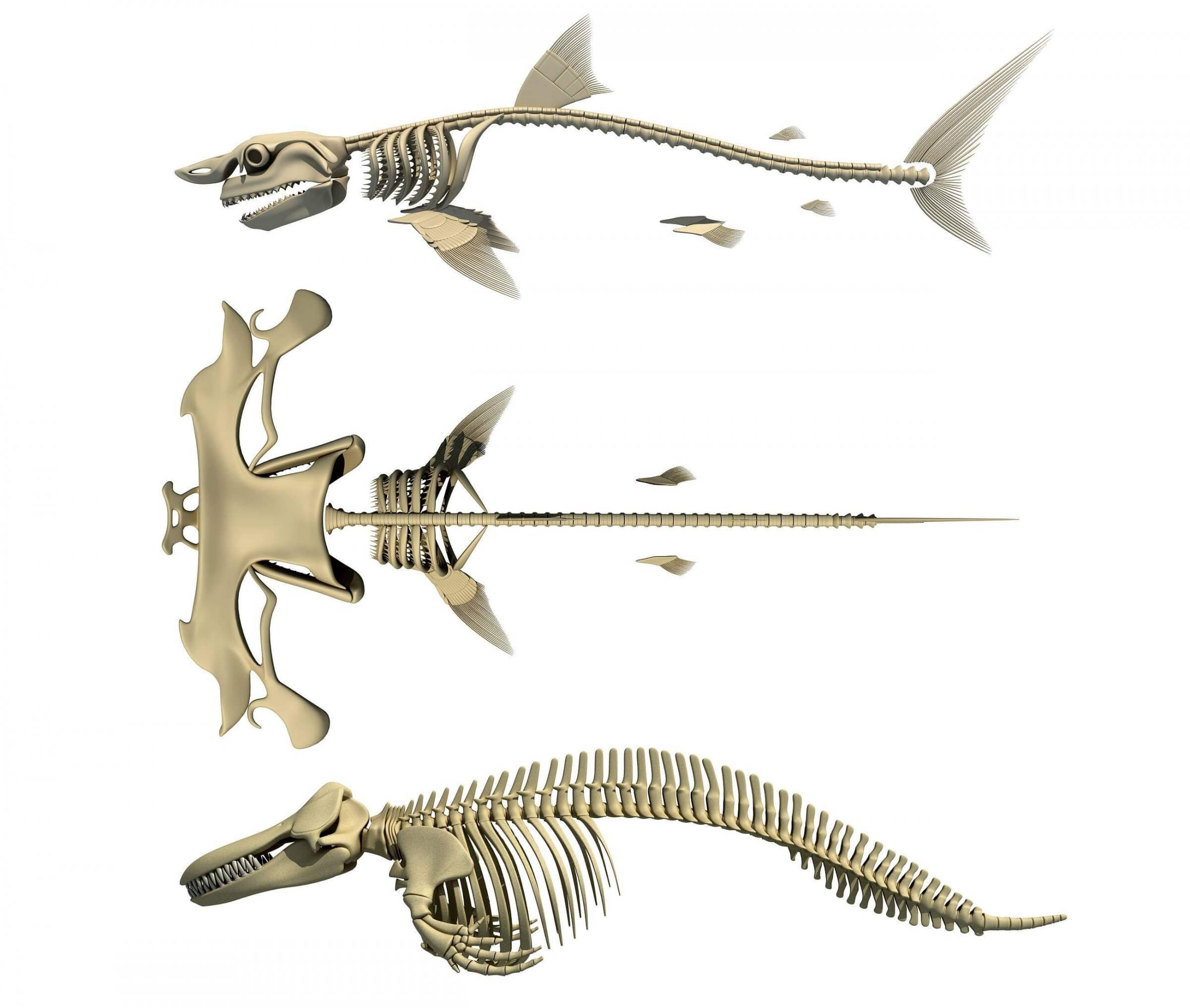 Sharks Skeletons - 3D Model by 3D Horse