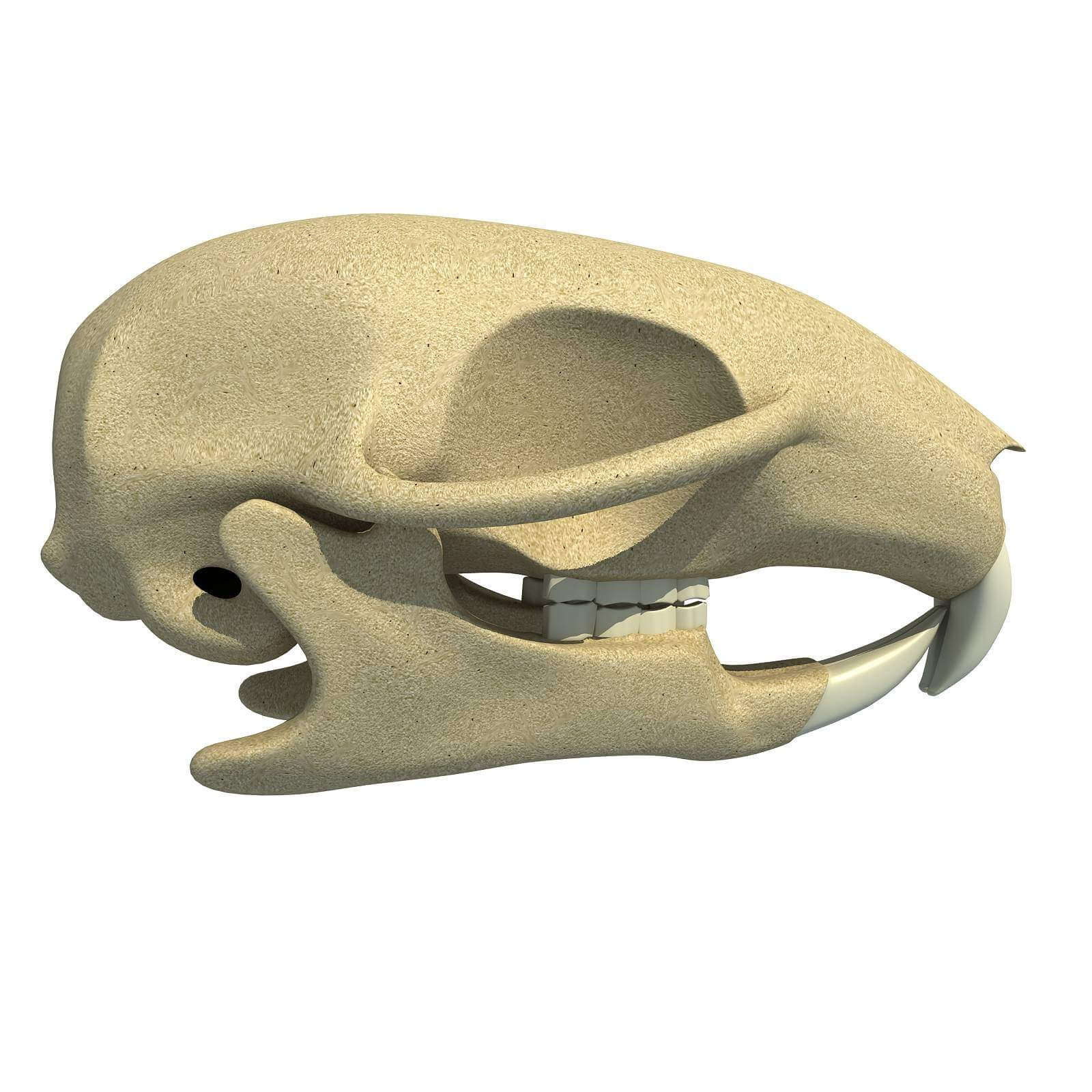Squirrel Skull - 3D Model by 3D Horse