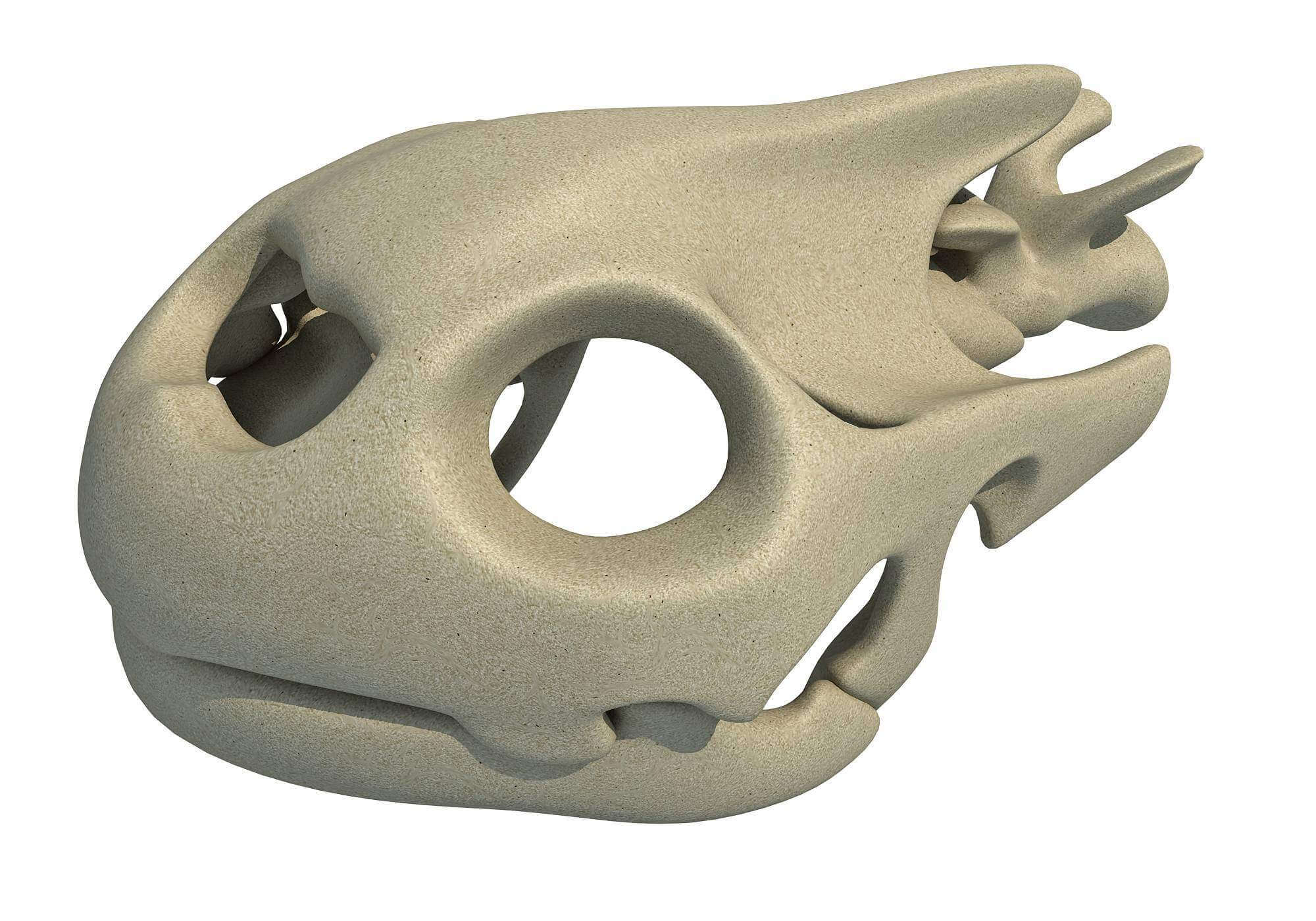 Turtle Skull - 3D Model by 3D Horse