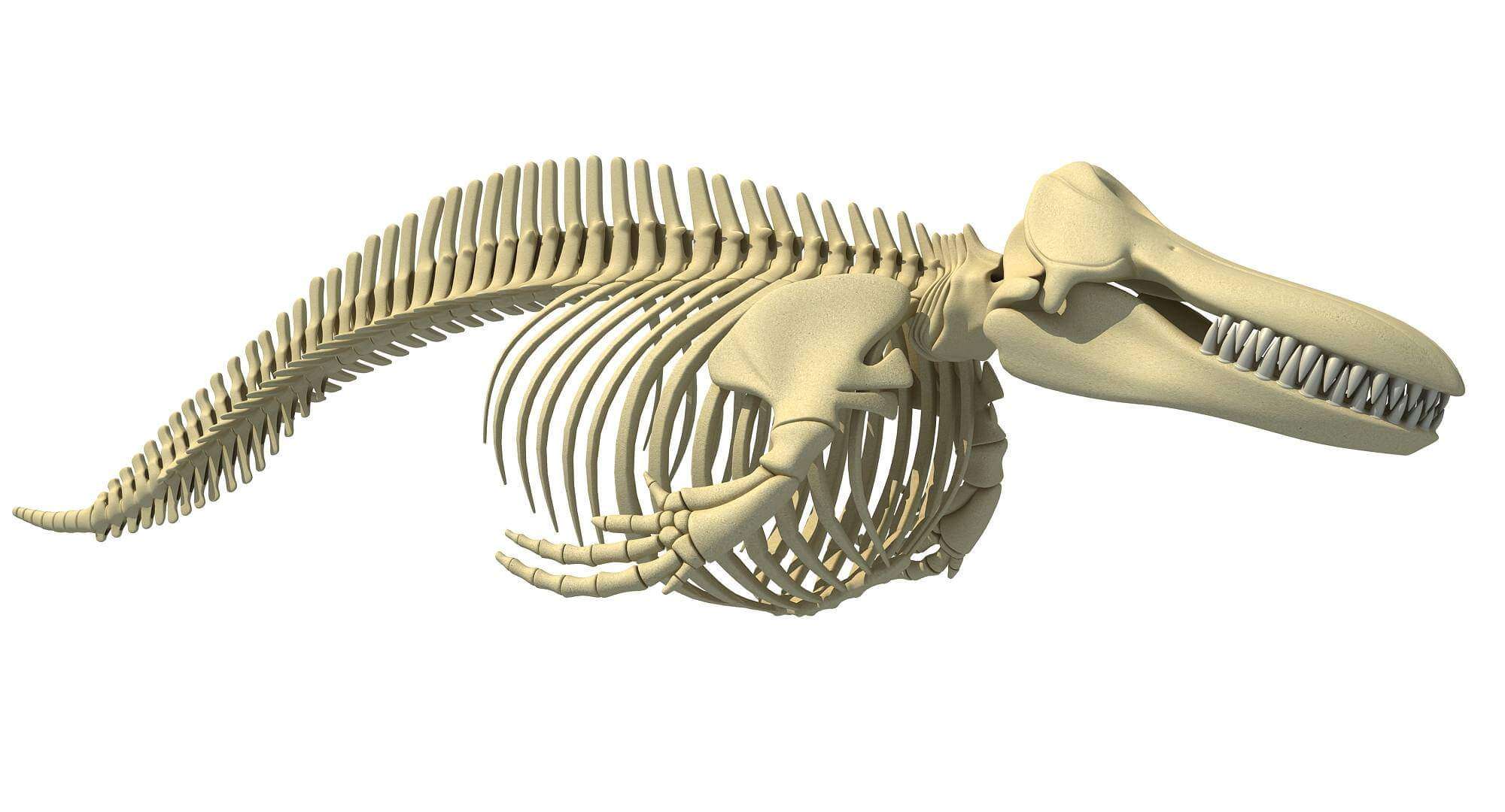 Whale Skeletons - 3D Model by 3D Horse