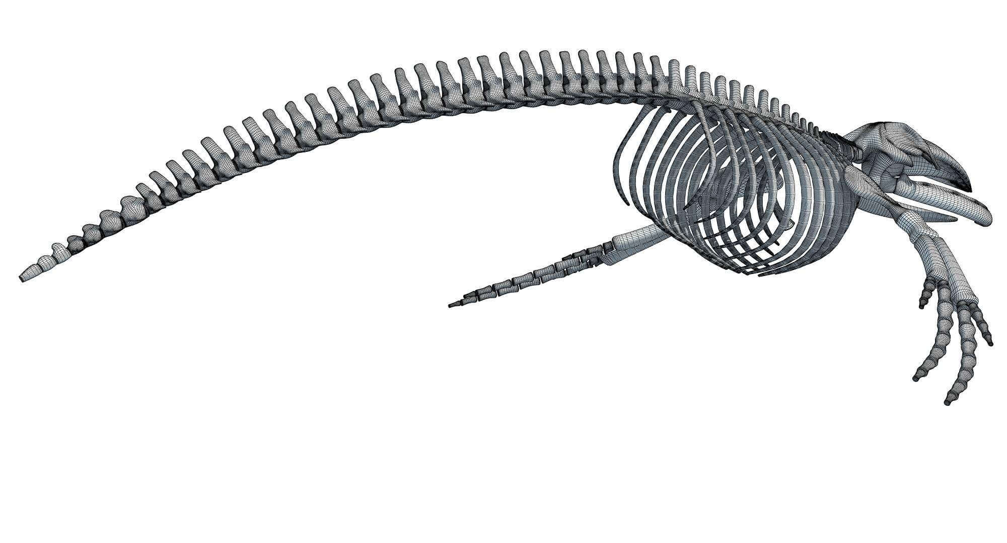 Whale Skeletons - 3D Model by 3D Horse