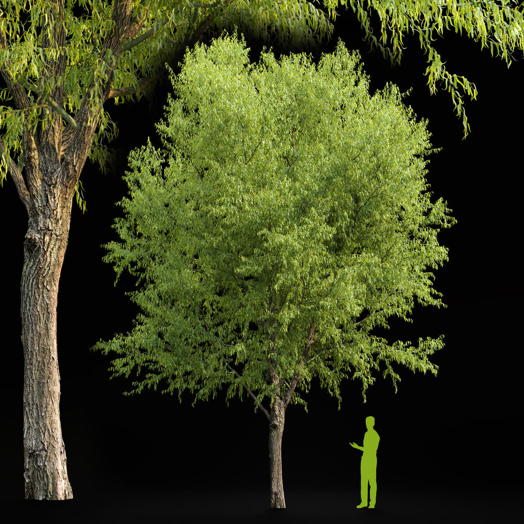 Ash Fraxinus 5 - 3D Model by 3d skay blue