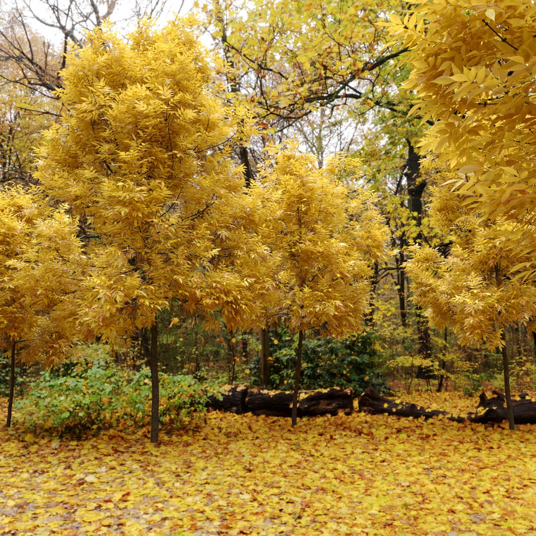 Ash Fraxinus 5 - 3D Model by 3d skay blue