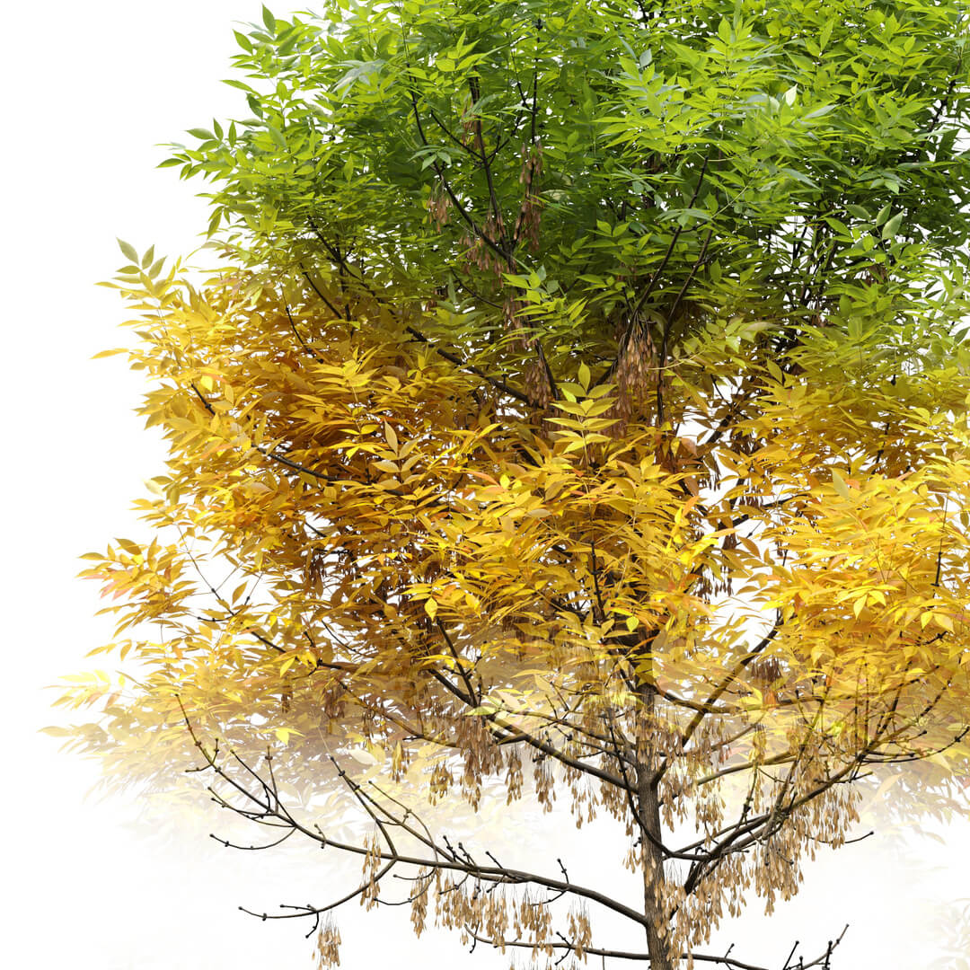 Ash Fraxinus 5 - 3D Model by 3d skay blue