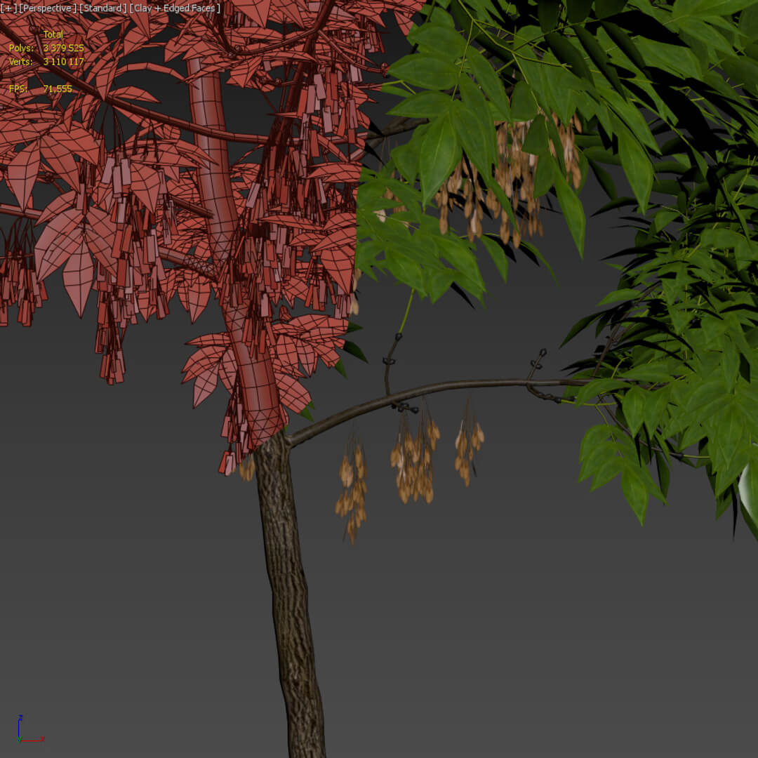 Ash Fraxinus 5 - 3D Model by 3d skay blue