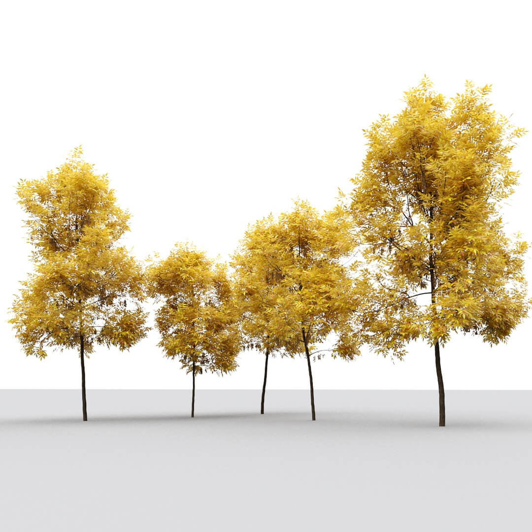 Ash Fraxinus 5 - 3D Model by 3d skay blue