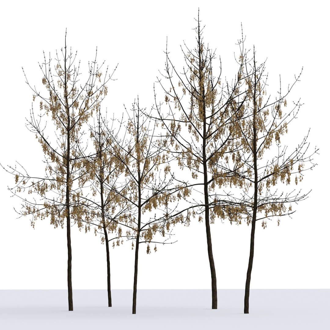 Ash Fraxinus 5 - 3D Model by 3d skay blue