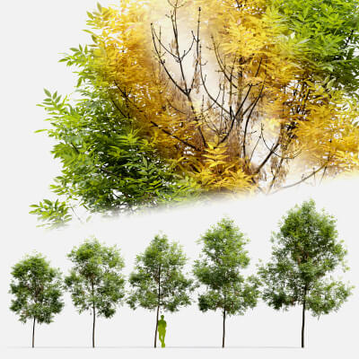 Ash Fraxinus 5 - 3D Model by 3d skay blue