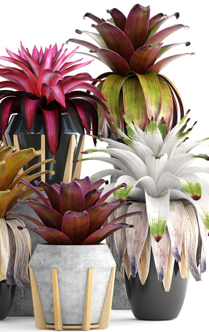Collection of Plants 13 - 3D Model by 3d skay blue