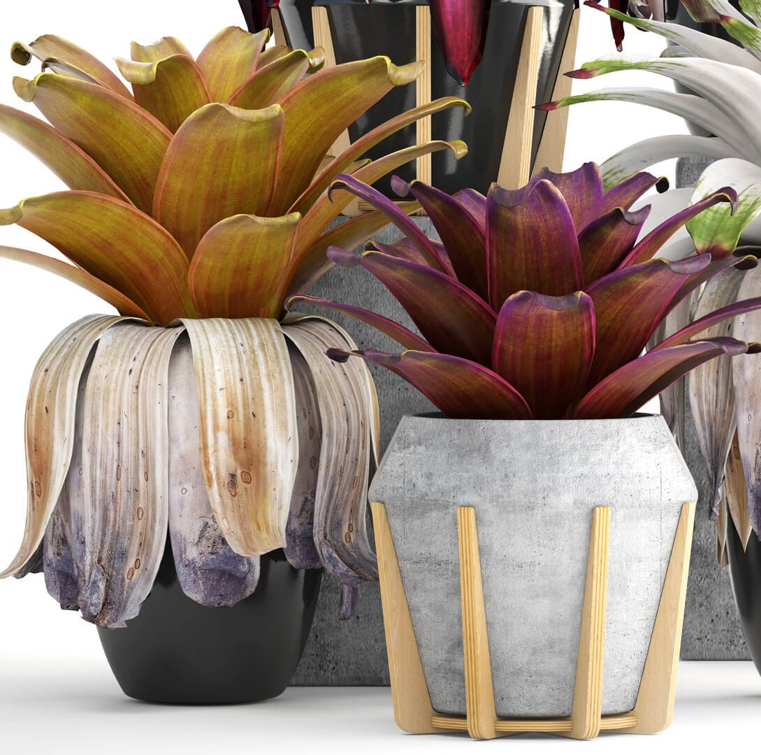 Collection of Plants 13 - 3D Model by 3d skay blue