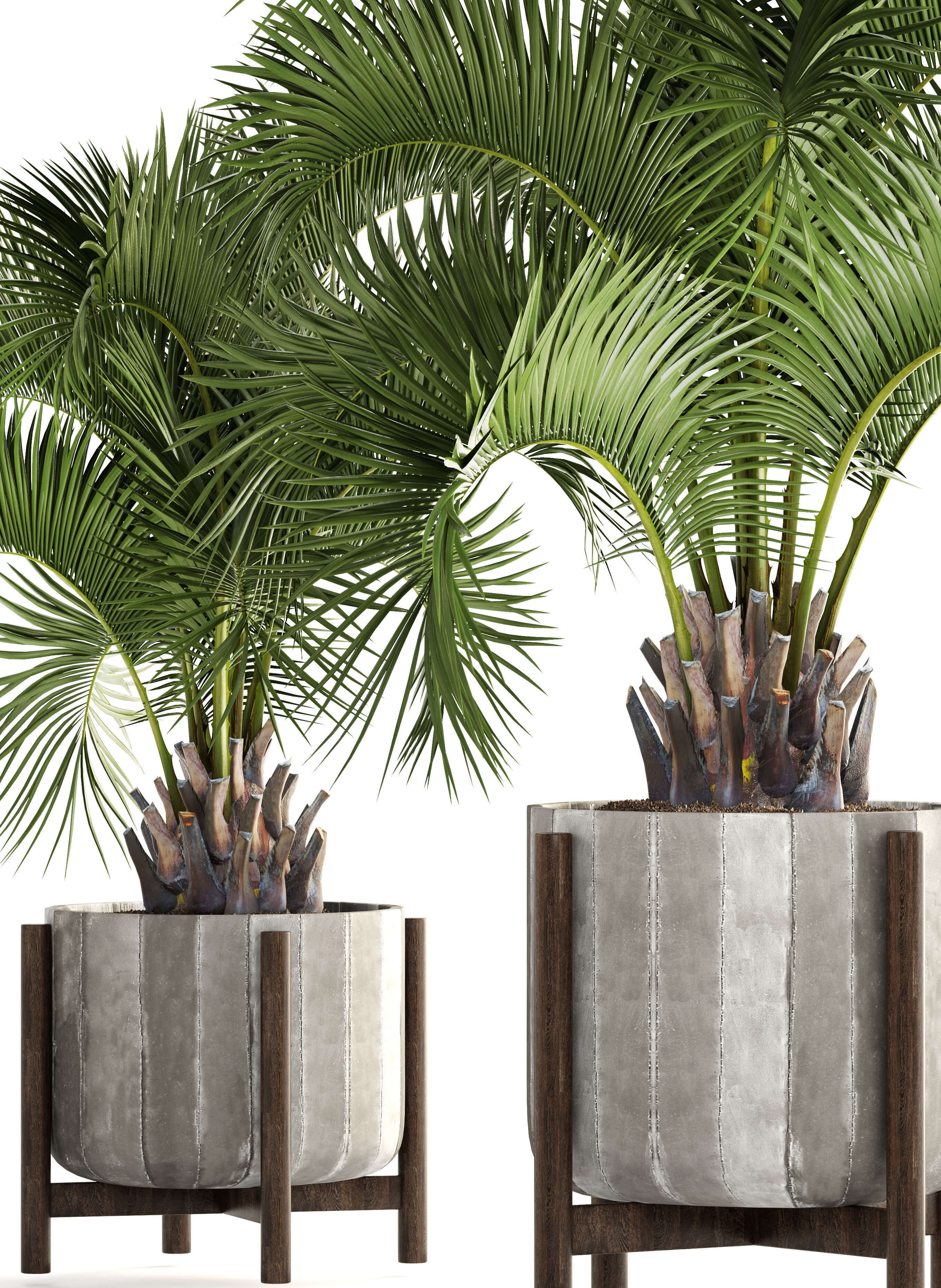 Collection Palms Butia Capitata - 3D Model by 3d skay blue