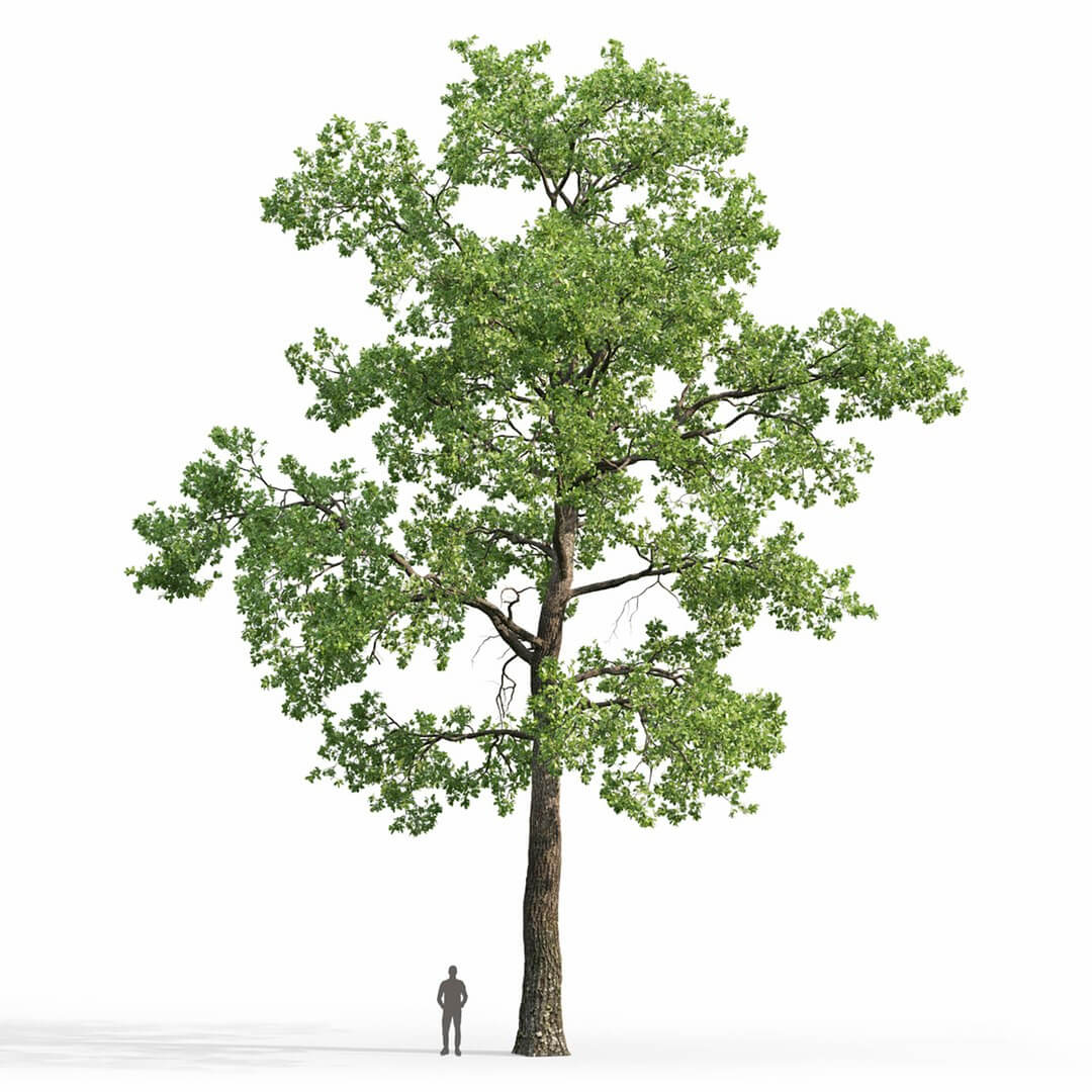 Oak Tree 423 - 3D Model by 3d skay blue