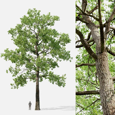 Oak Tree 423 - 3D Model by 3d skay blue