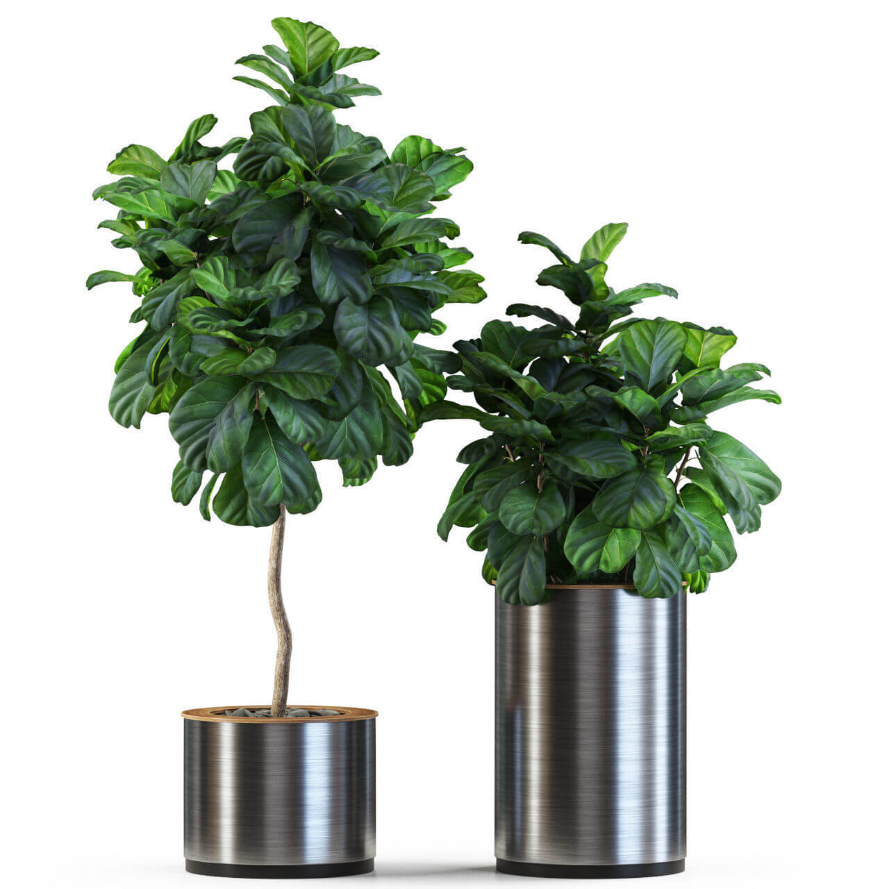 Plants Collection11 - 3D Model by 3d skay blue
