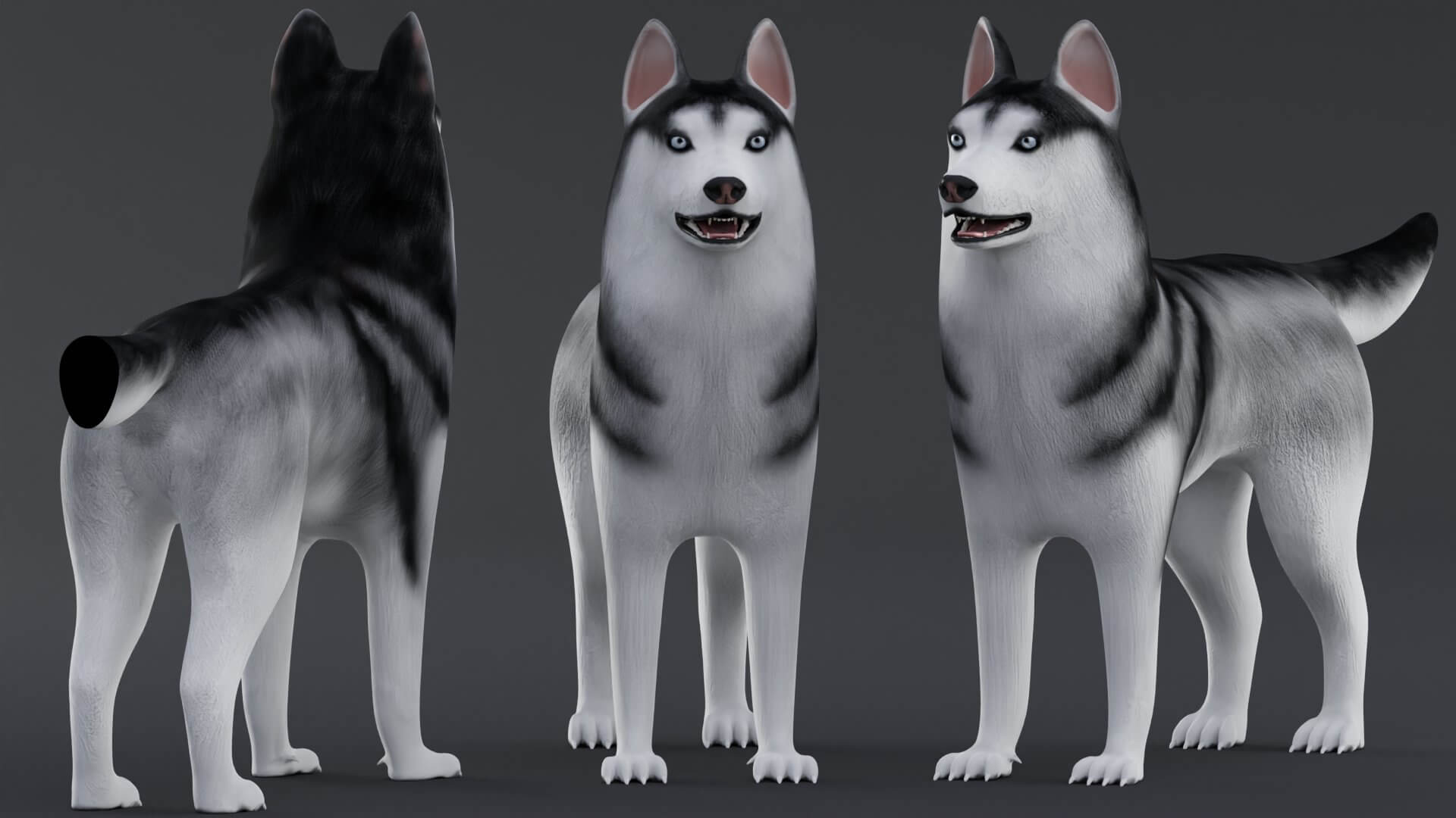 Siberian Husky Dog - 3D Model by 3dbowl