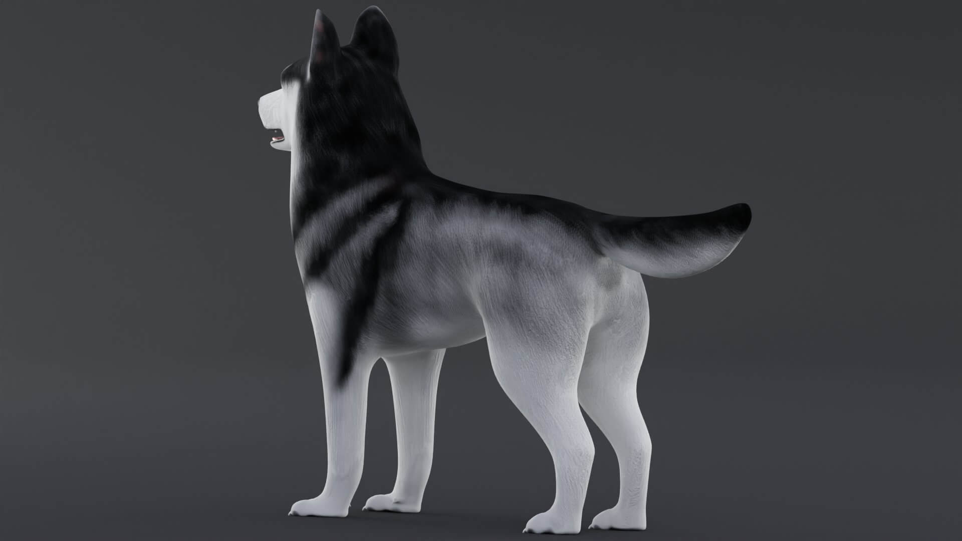 Siberian Husky Dog - 3D Model by 3dbowl