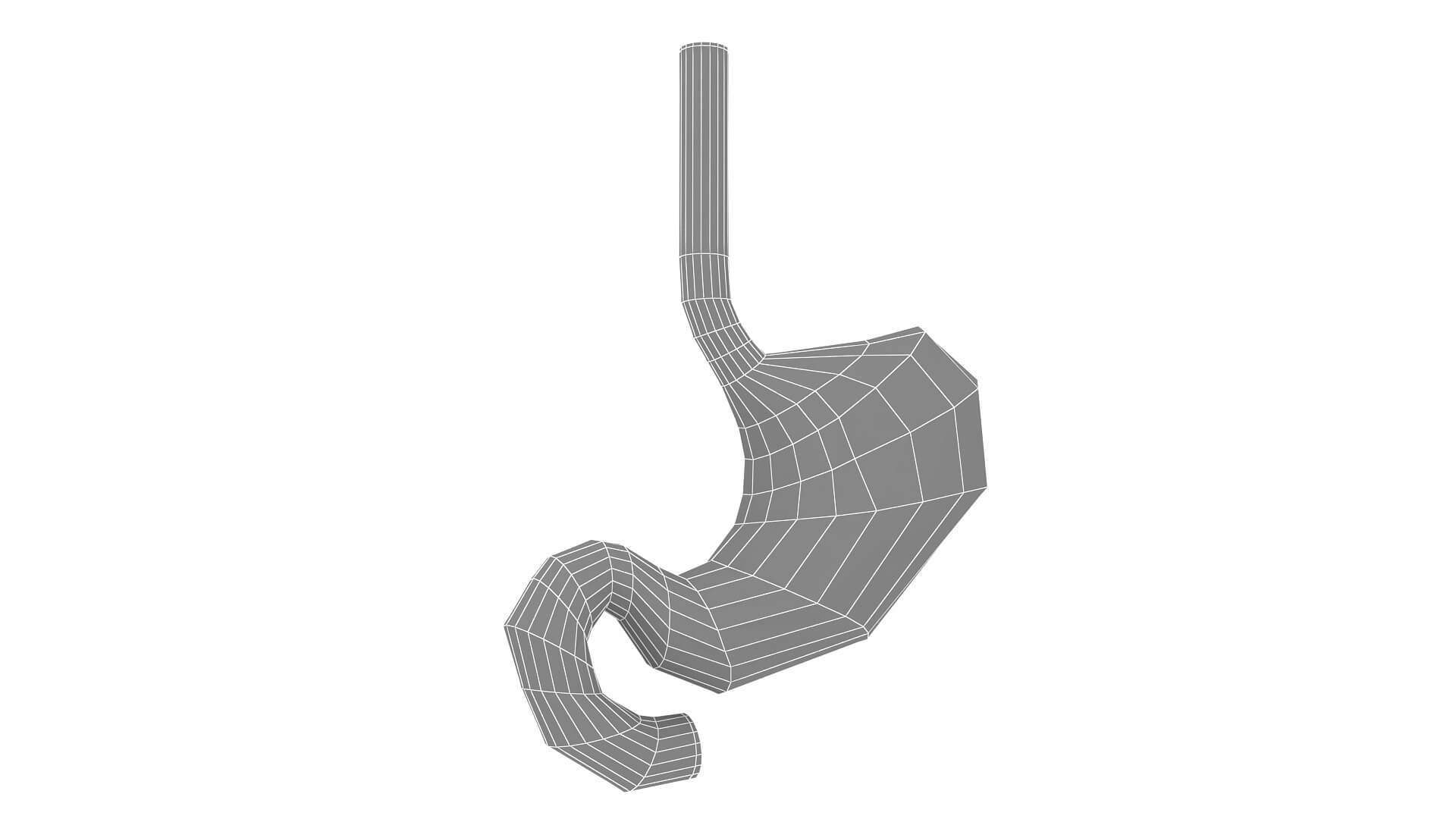 Human Stomach Anatomy - 3D Model by 3dcharity