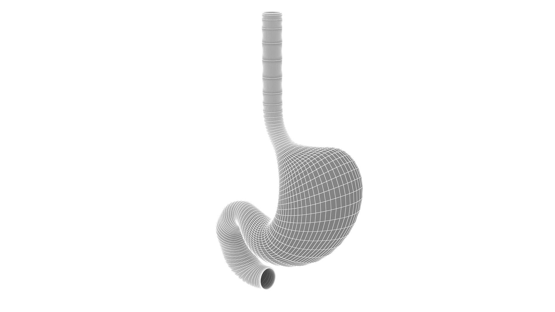 Human Stomach Anatomy - 3D Model by 3dcharity