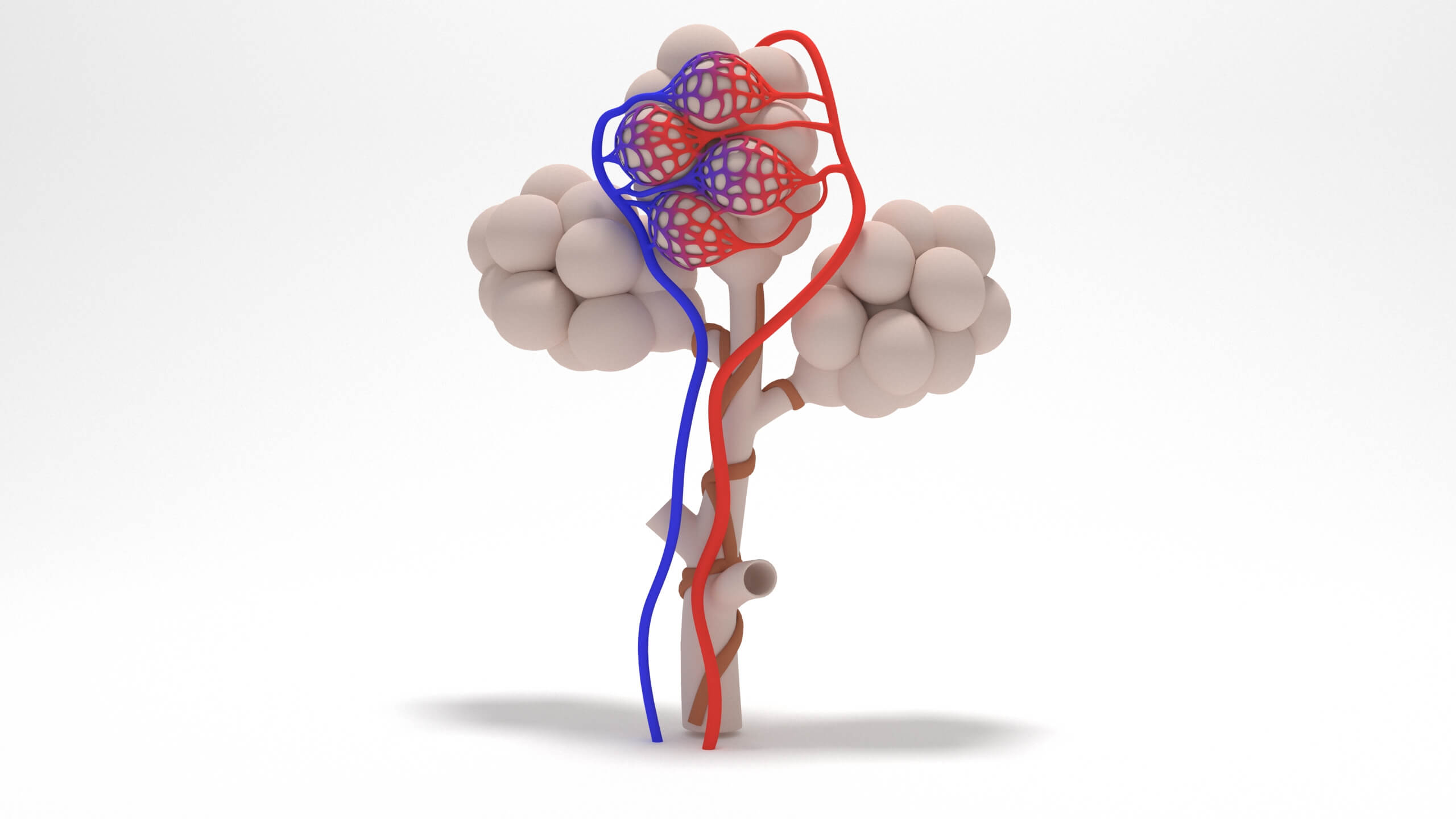 Alveoli of Human Lung 3D Model by 3dcraft