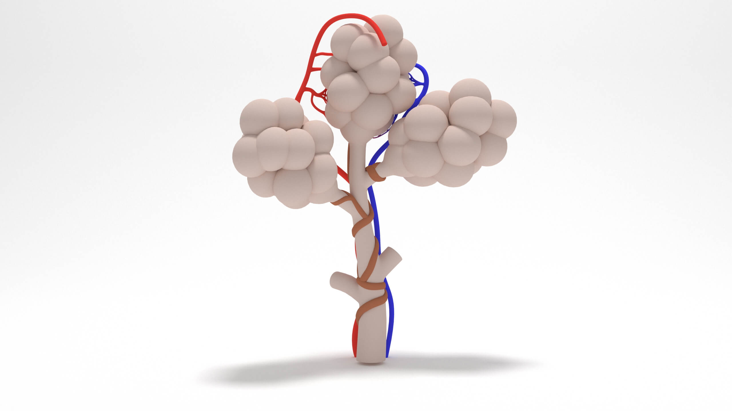 Alveoli of Human Lung 3D Model by 3dcraft