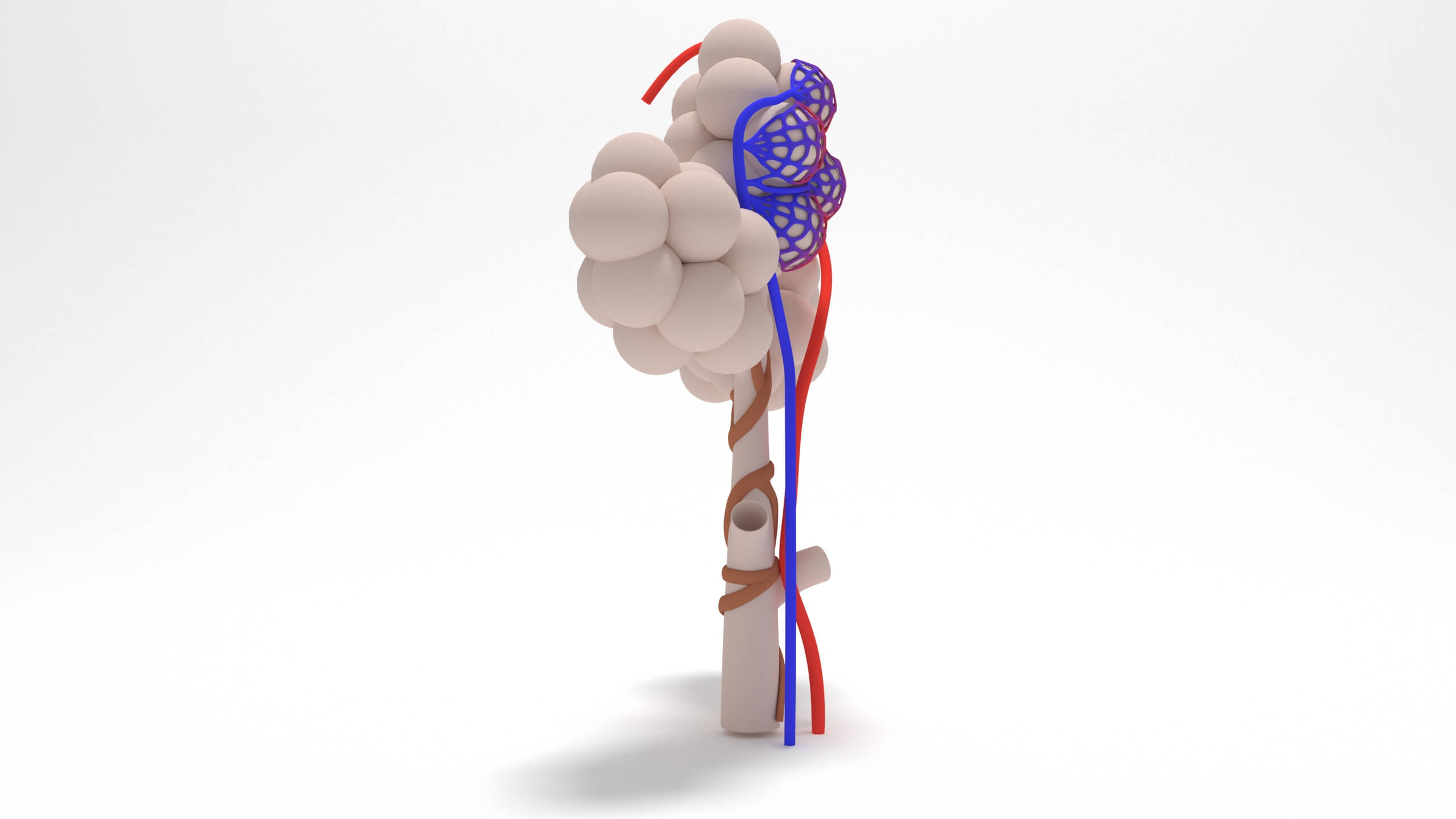 Alveoli of Human Lung 3D Model by 3dcraft