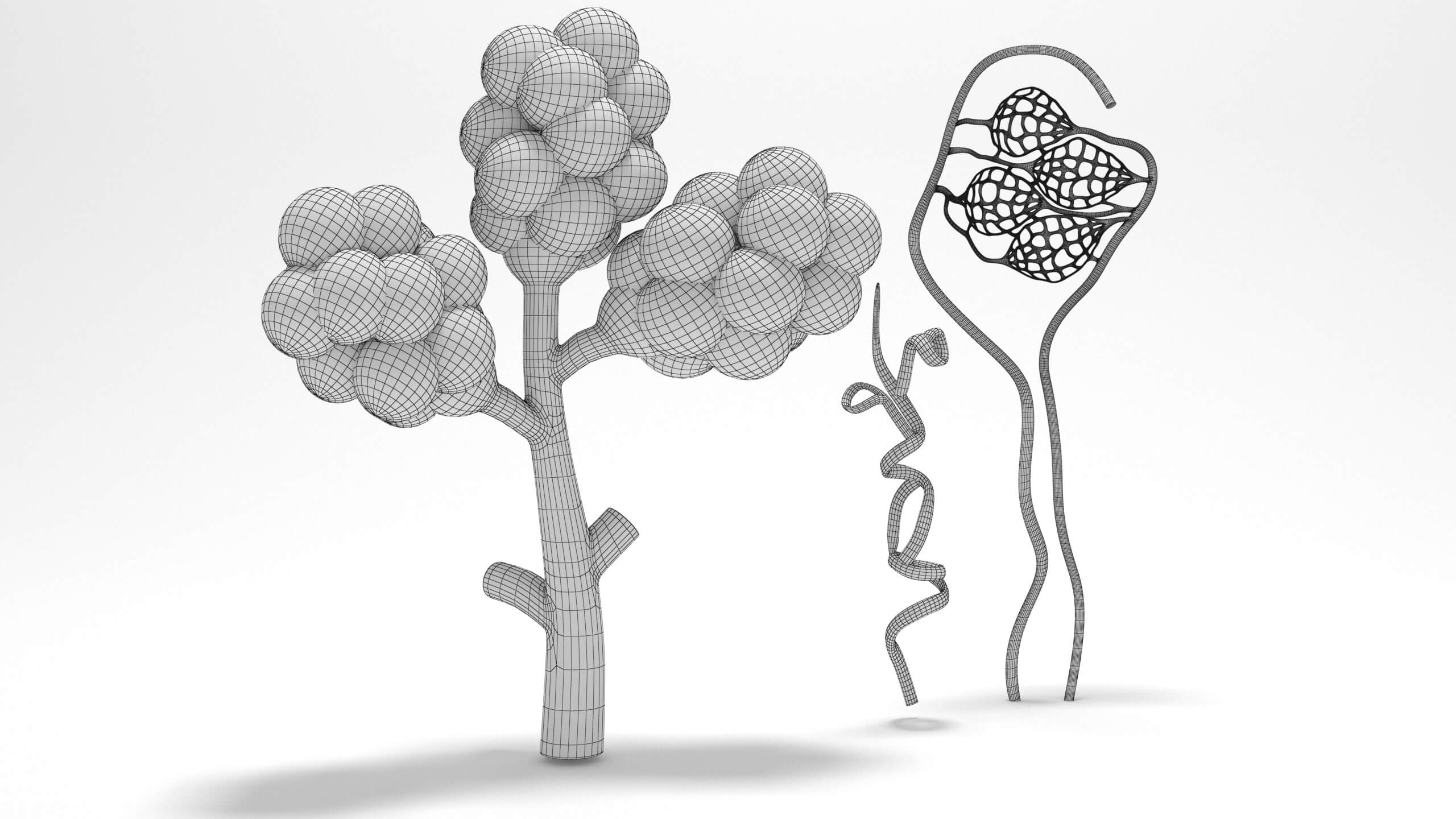 Alveoli of Human Lung 3D Model by 3dcraft