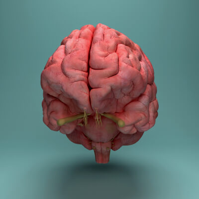 Human Brain System Realistic 3D Anatomy for Medical Purpose by 3dcraft