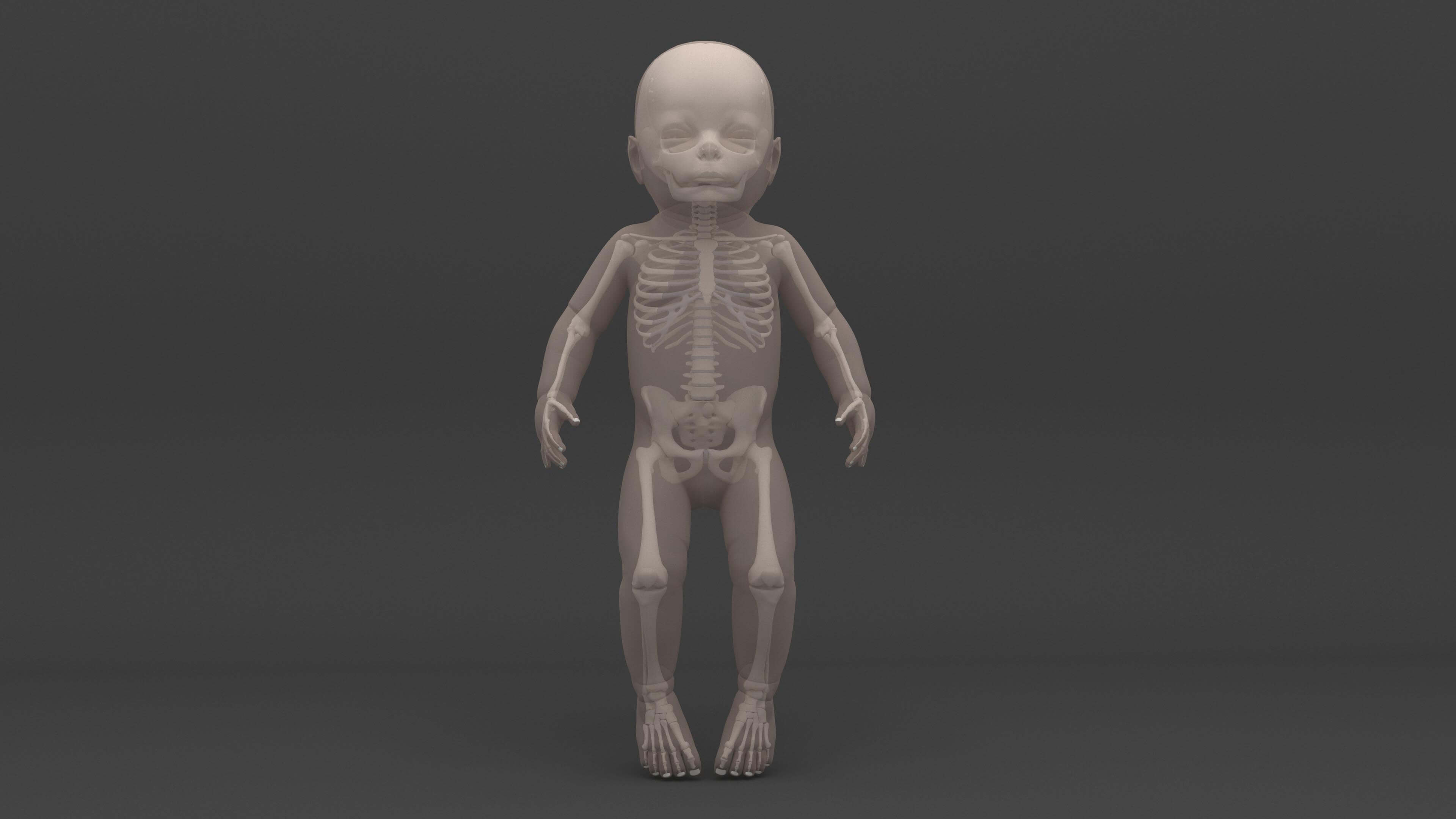 Infant 3D Model (Baby and Full Skeleton) by 3dcraft