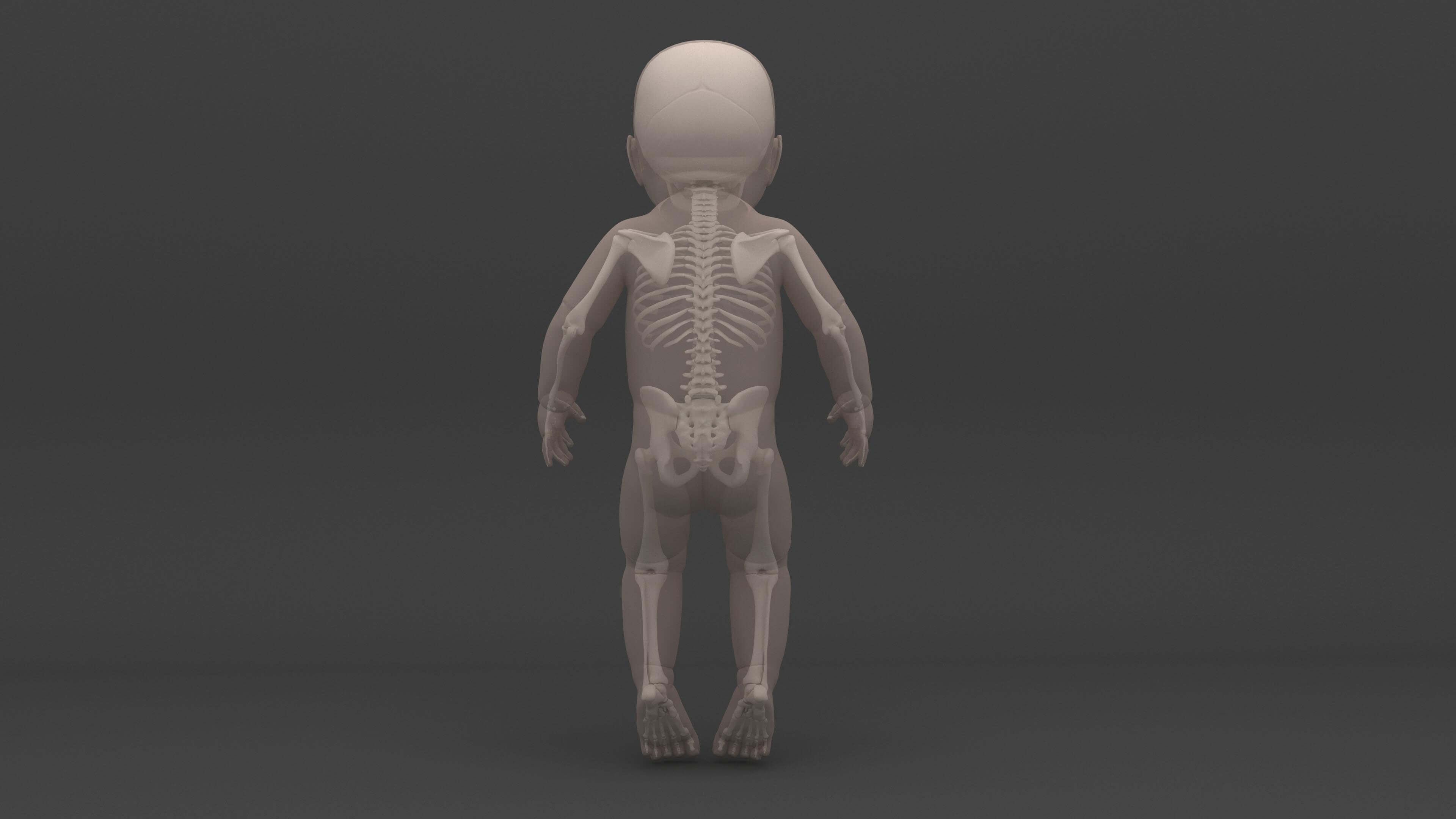 Infant 3D Model (Baby and Full Skeleton) by 3dcraft